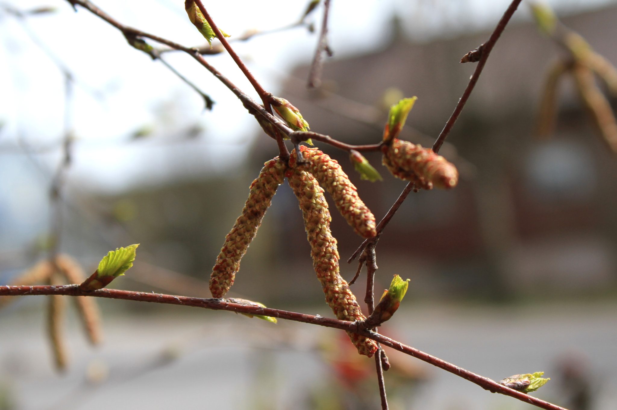 INVEST Flagship Welcomes Lucy Bowes as a Visiting Professor - INVEST